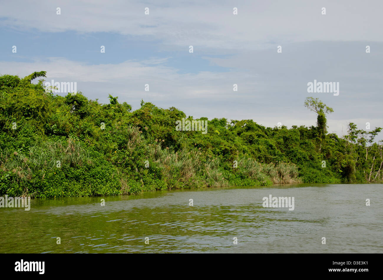 Belize, District of Toledo, Monkey River. Riverside tropical habitat ...
