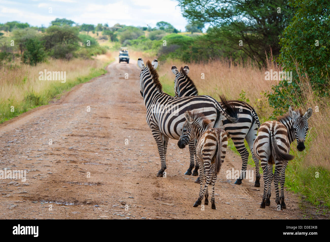 Zebra vehicle hi-res stock photography and images - Alamy