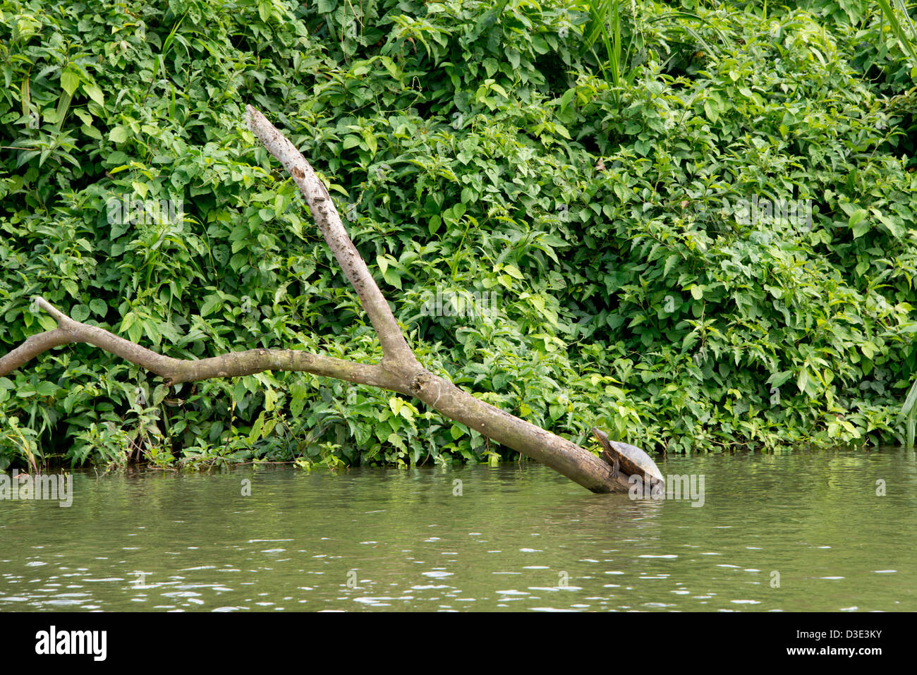 Belize, Placencia, Monkey River. Common slider turtle Stock Photo - Alamy