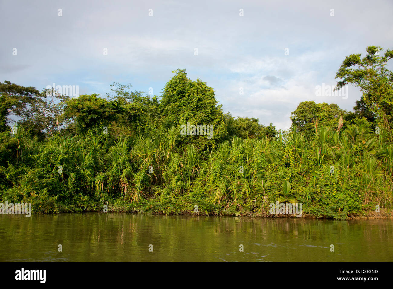 Belize, District of Toledo, Monkey River. Riverside tropical habitat ...