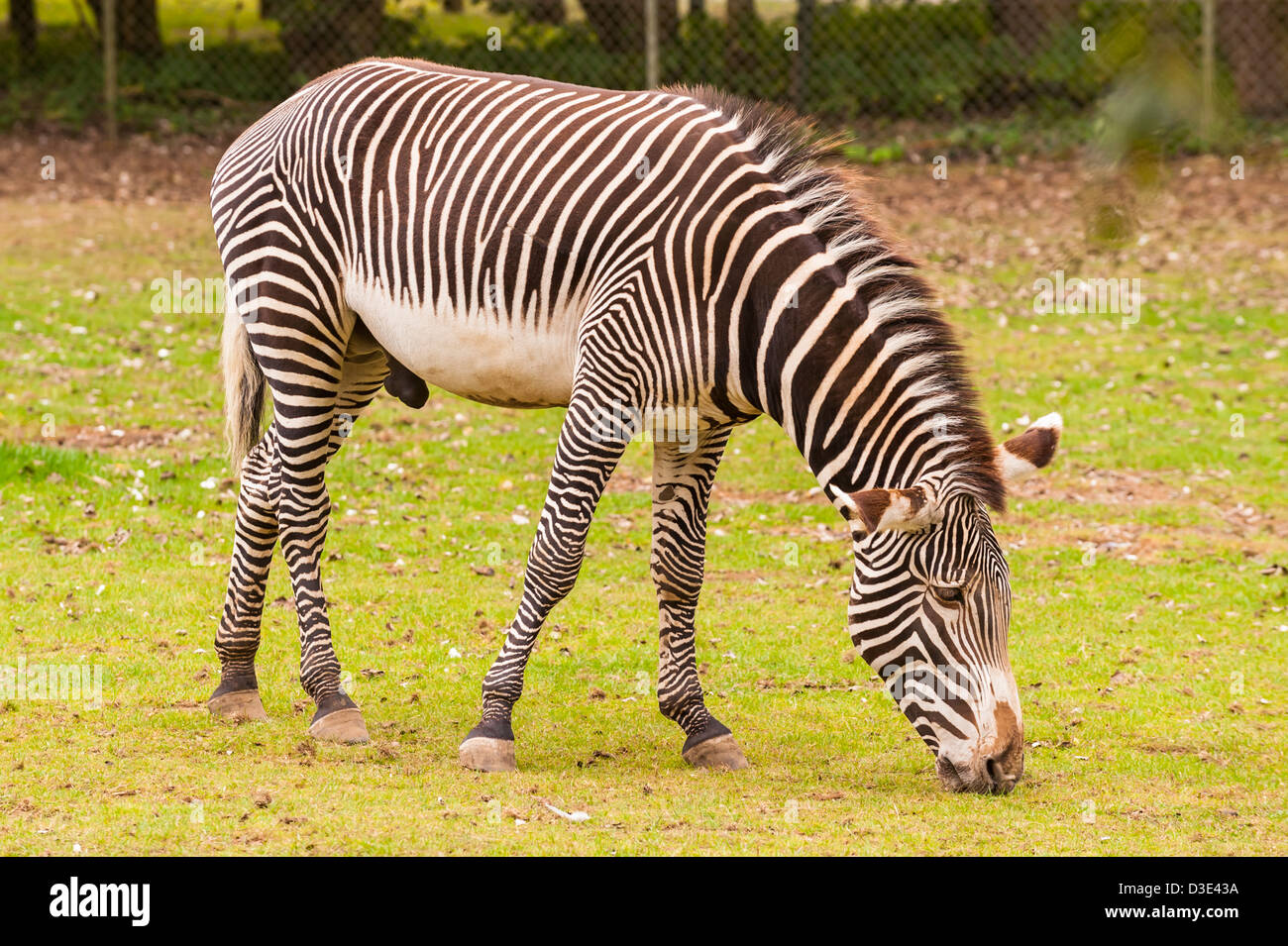Zebra Captive High Resolution Stock Photography and Images - Alamy