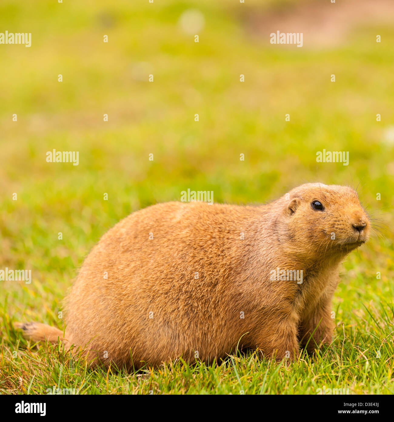 A captive Black-Tailed Marmot ( Cynomys ludivicianus ) also known as ...