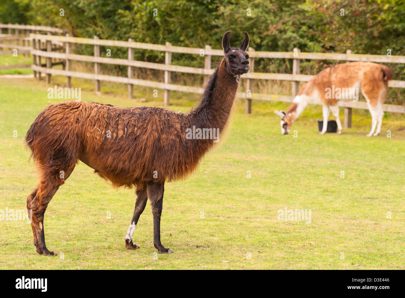 Two captive Llamas ( Lama glama ) in a field Stock Photo - Alamy