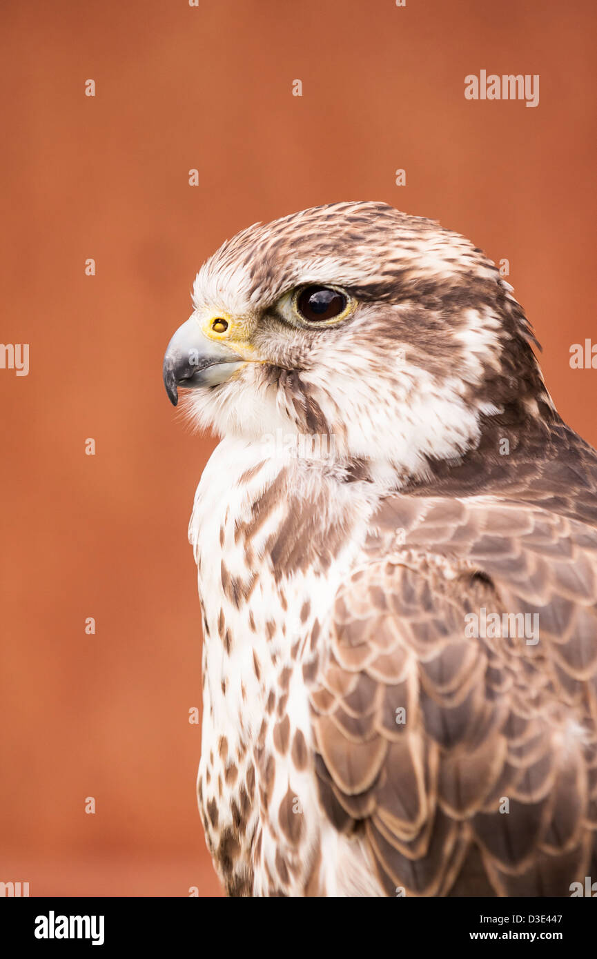 Saker falcon hi-res stock photography and images - Alamy