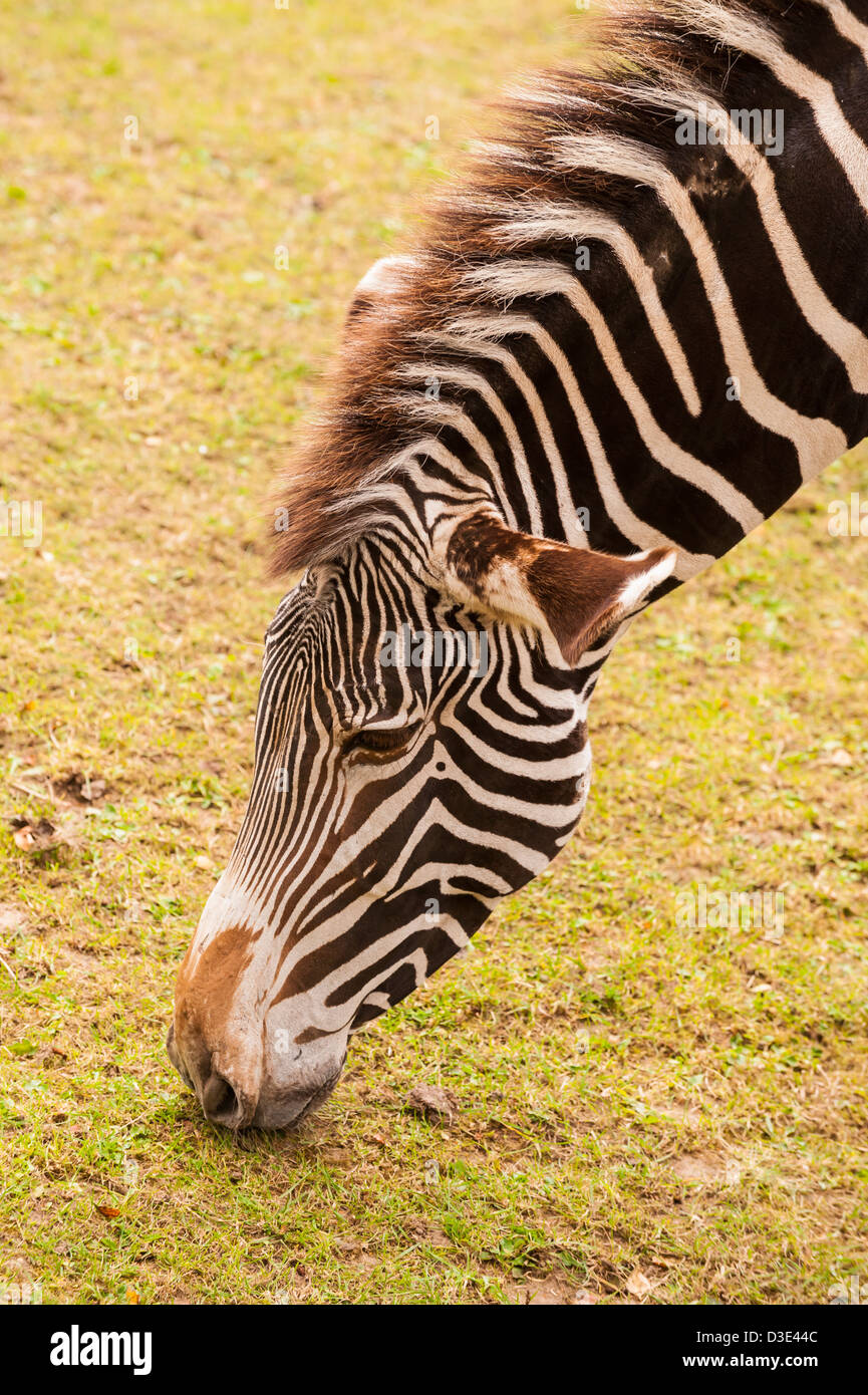 A captive Grevy's Zebra ( Equus grevyi Stock Photo - Alamy