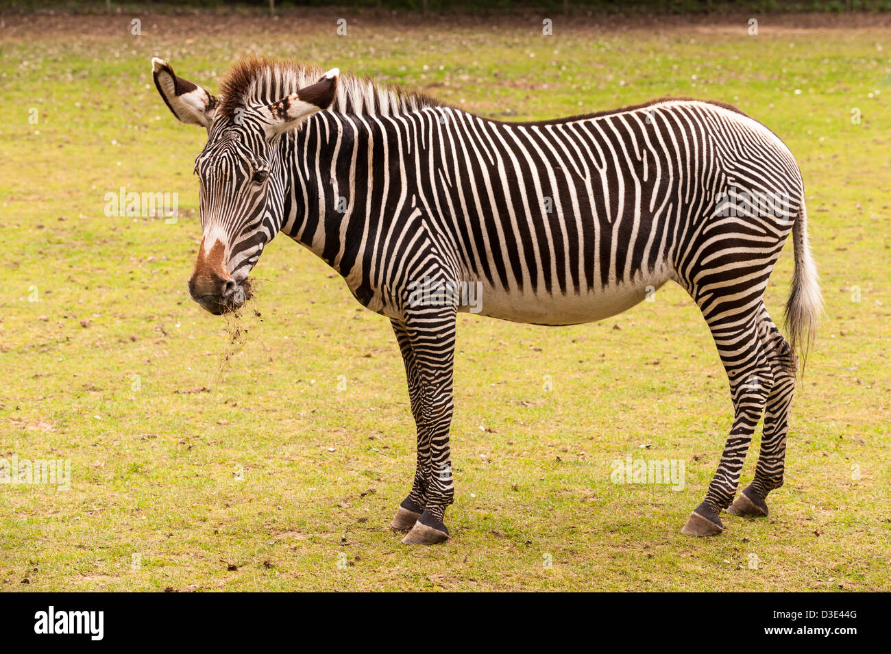 A captive Grevy's Zebra ( Equus grevyi Stock Photo - Alamy