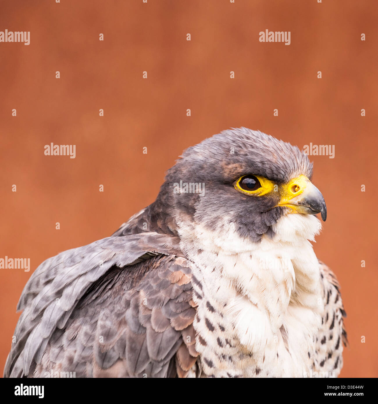 Peregrine falcon falco peregrinus hi-res stock photography and images ...