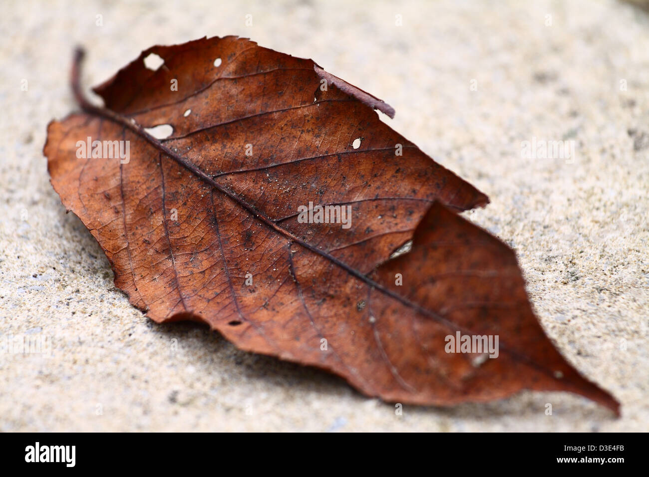 Beech leaf hi-res stock photography and images - Alamy