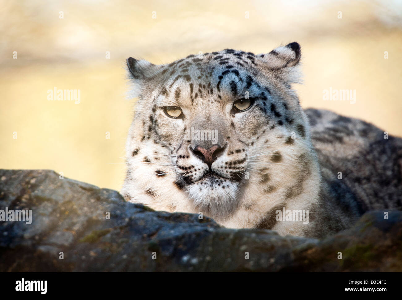 Female snow leopard looking towards camera Stock Photo - Alamy