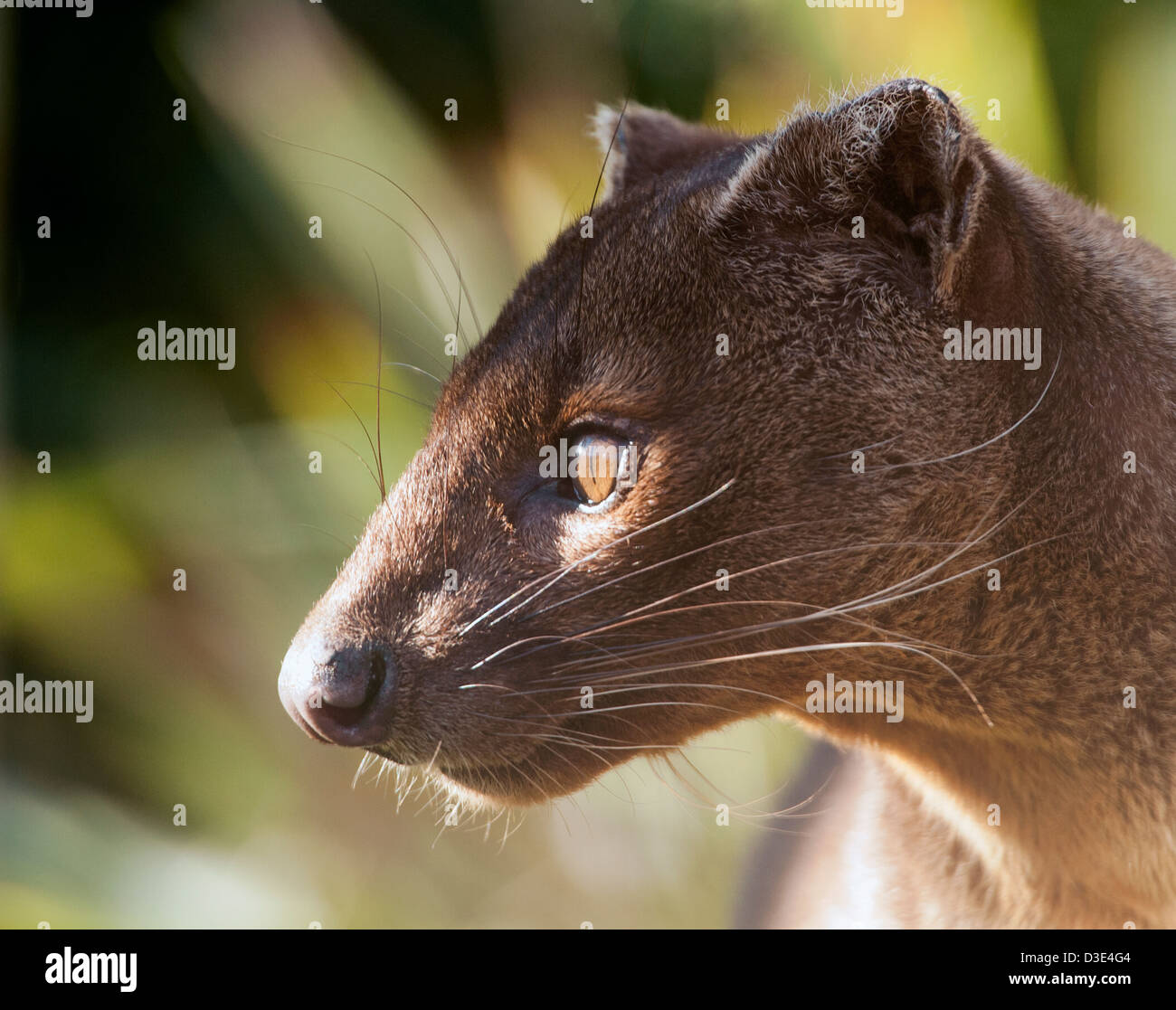 Male fossa profile hi-res stock photography and images - Alamy