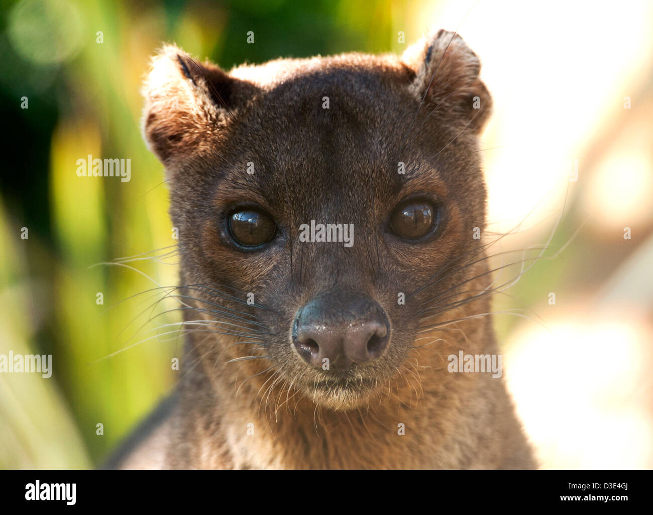 Fossa male not castration not neutering hi-res stock photography and ...
