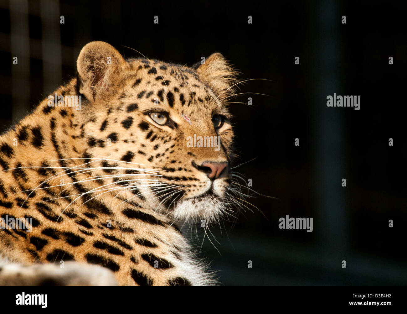 Female Amur leopard Stock Photo - Alamy Female Amur leopard Stock Photo - Alamy