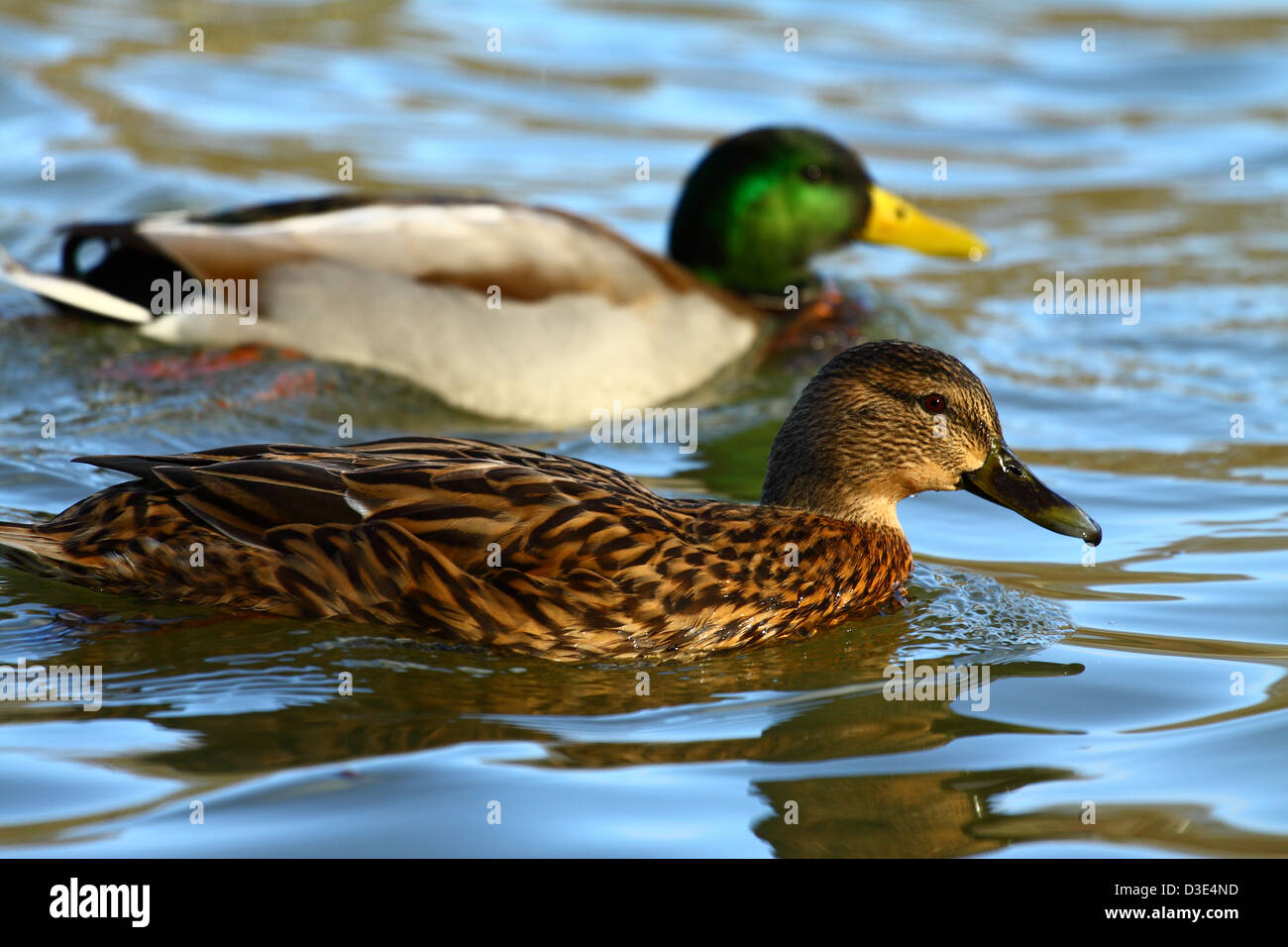 Ducks looking for food on lake Stock Photo - Alamy