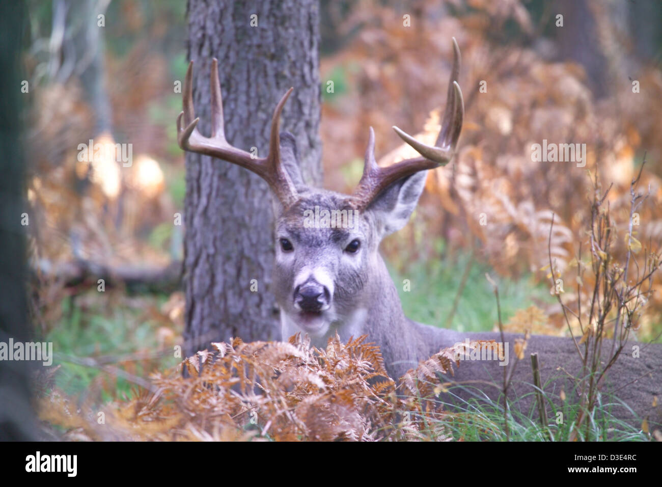 Nationalparkservice hi-res stock photography and images - Alamy