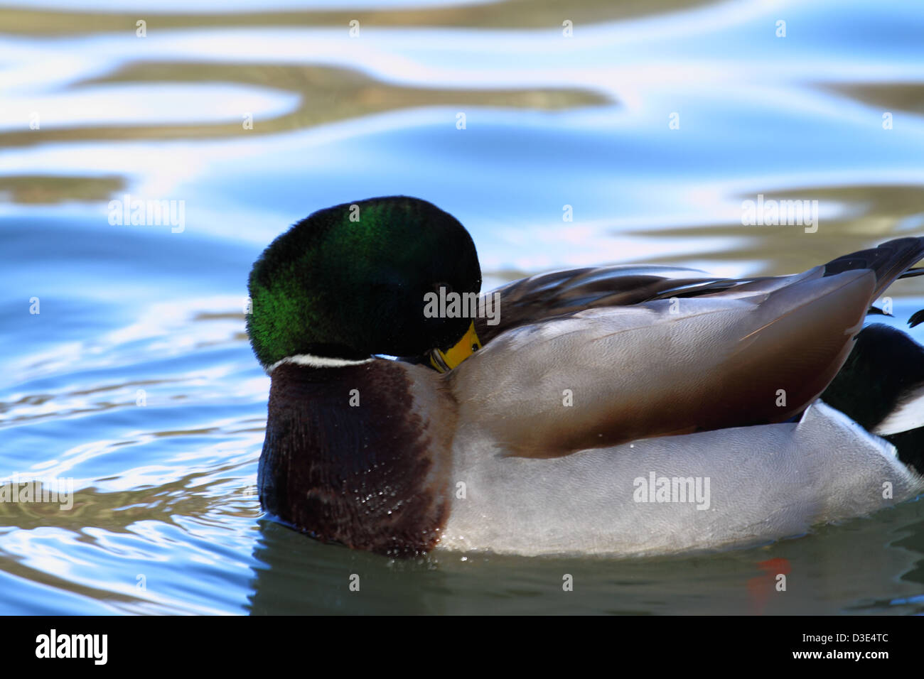 Drake duck preening Stock Photo - Alamy