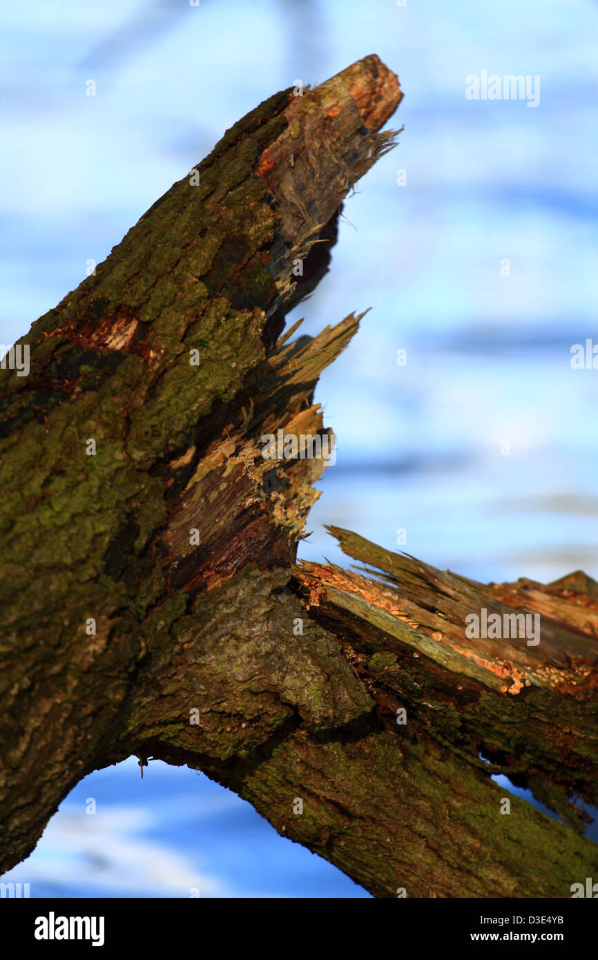 Broken tree trunk in water Stock Photo - Alamy