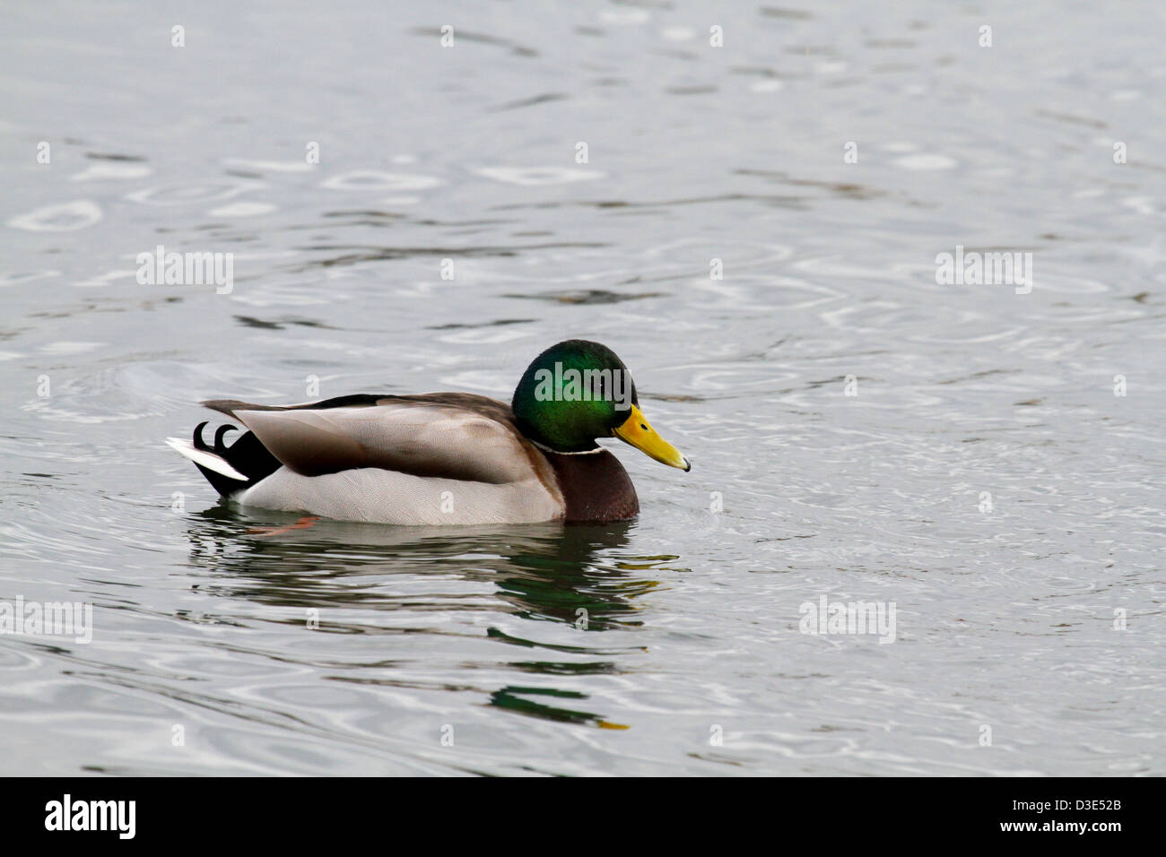 Duck feet paddling hi-res stock photography and images - Alamy