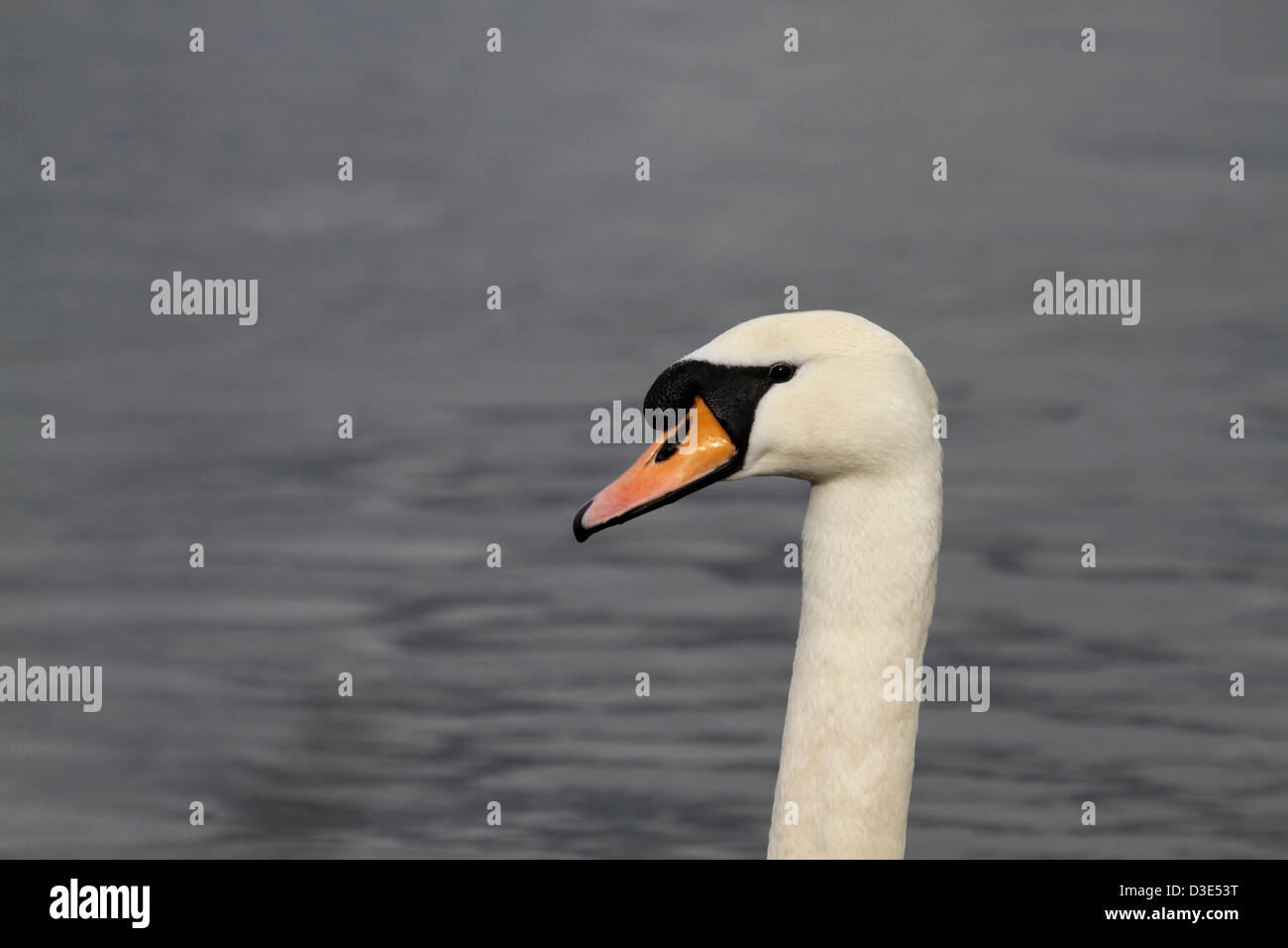 Swan head hi-res stock photography and images - Alamy
