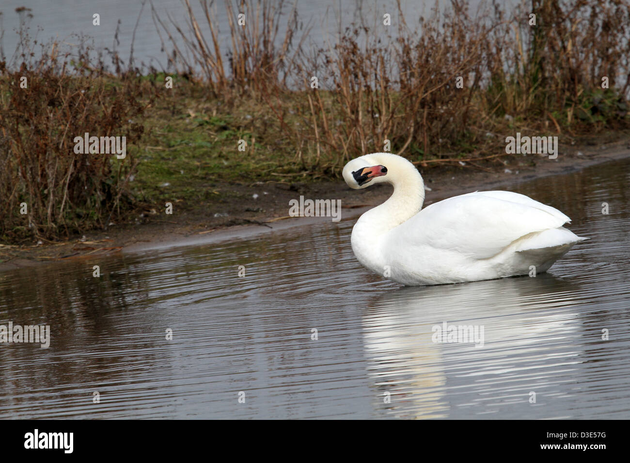 swan bending its neck Stock Photo - Alamy