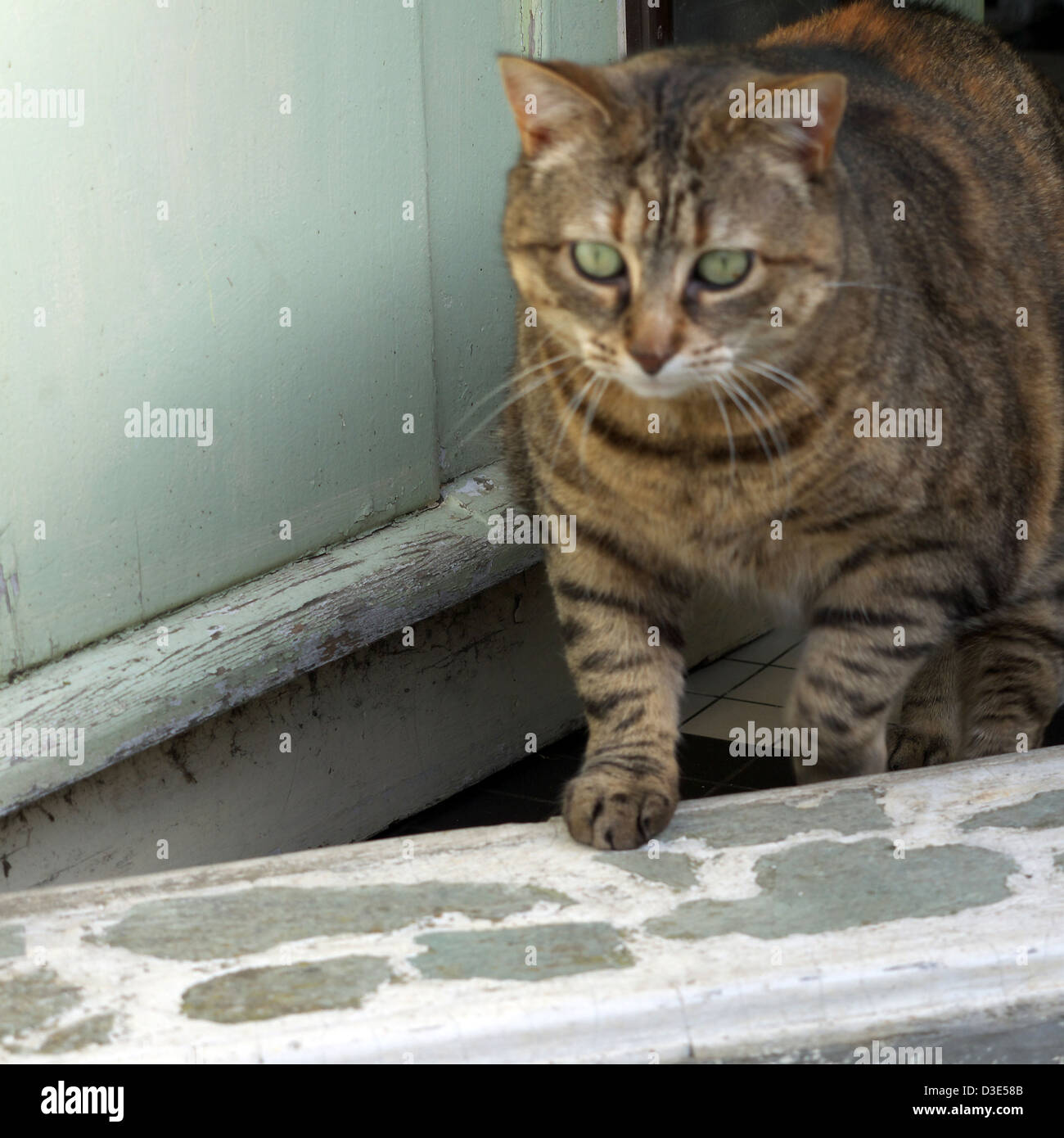 Tabby cat coming out of a house Stock Photo - Alamy