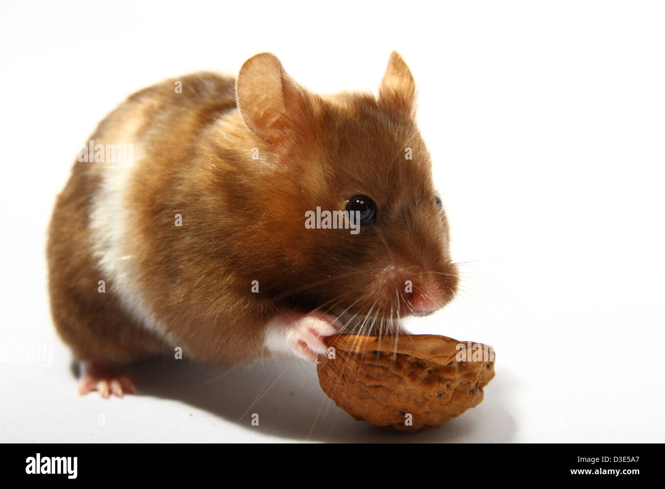 Ginger hamster hi-res stock photography and images - Alamy