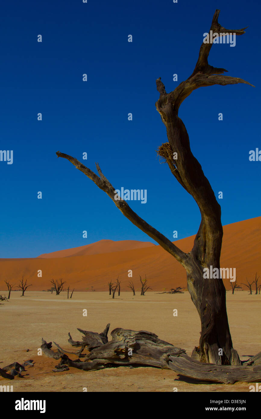 Scorched tree standing at the edge of Dead Vlei in the middle of sand ...