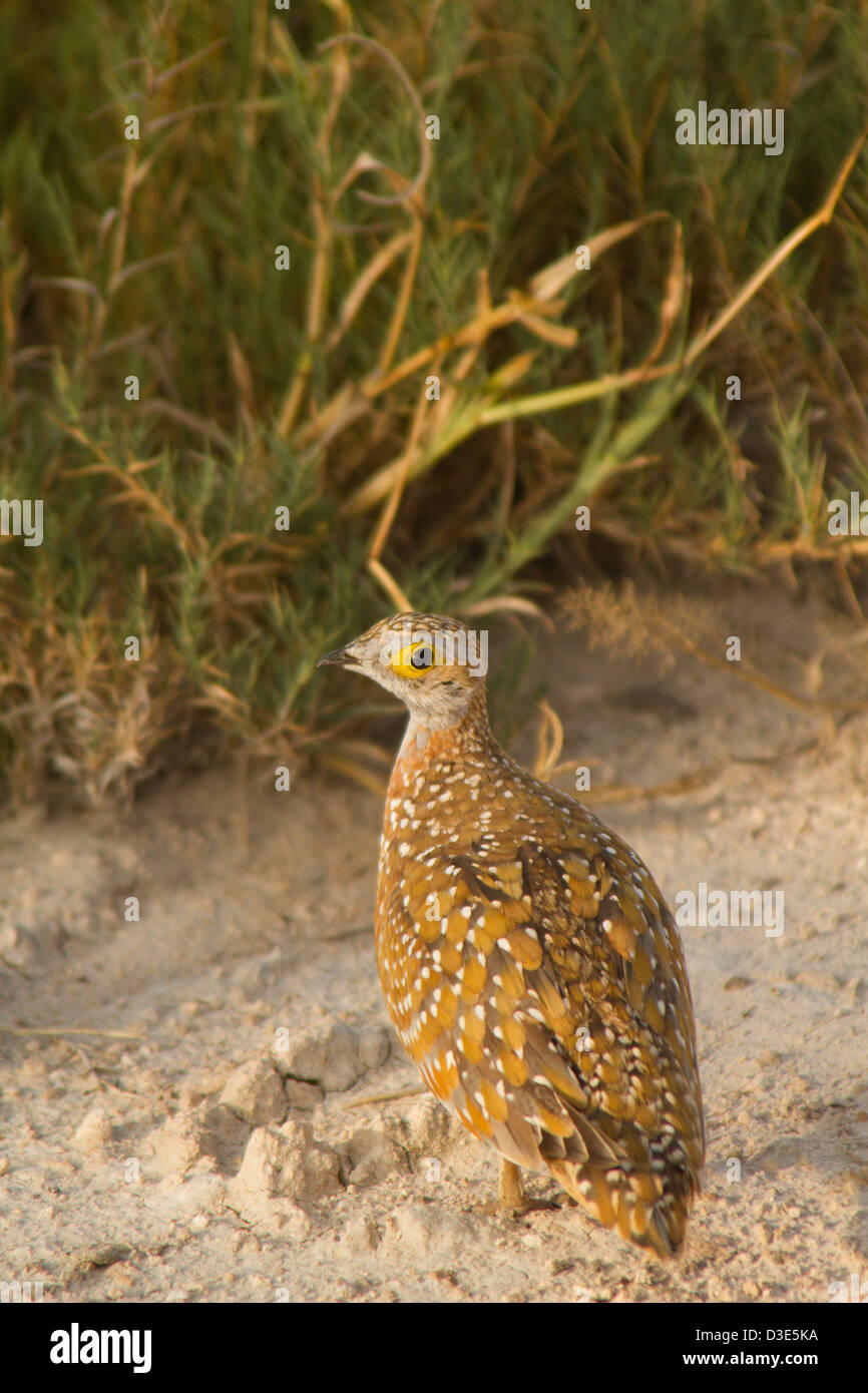 African grouse hi-res stock photography and images - Alamy
