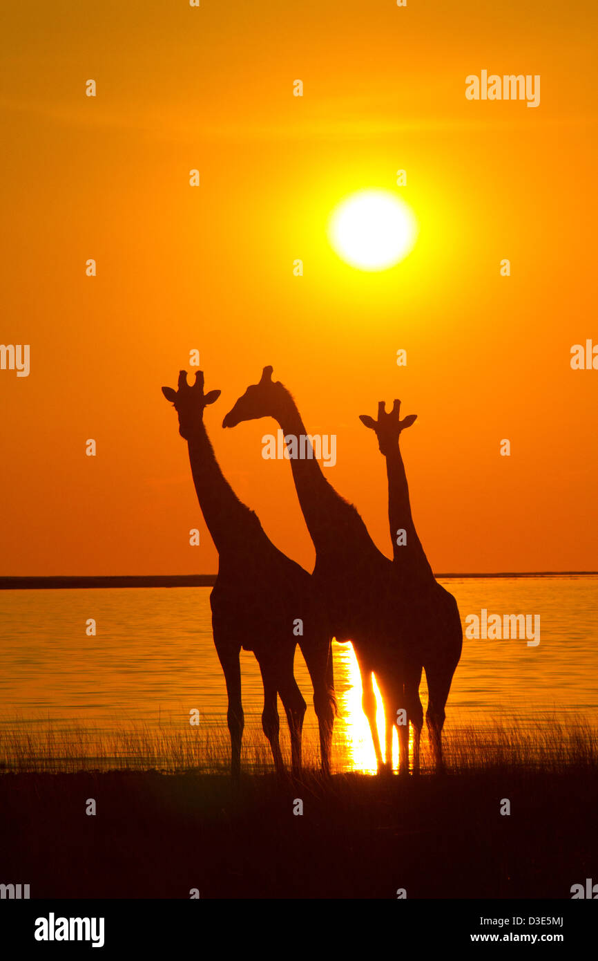 Sun silhouetting giraffes against lake hi-res stock photography and ...