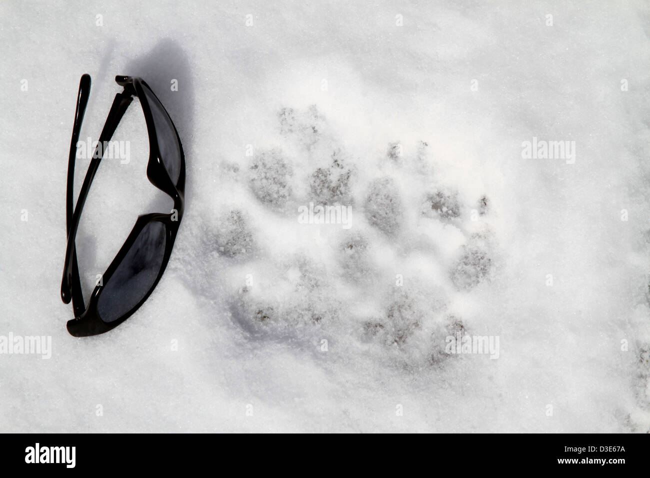 North american gray wolf tracking hi-res stock photography and images ...