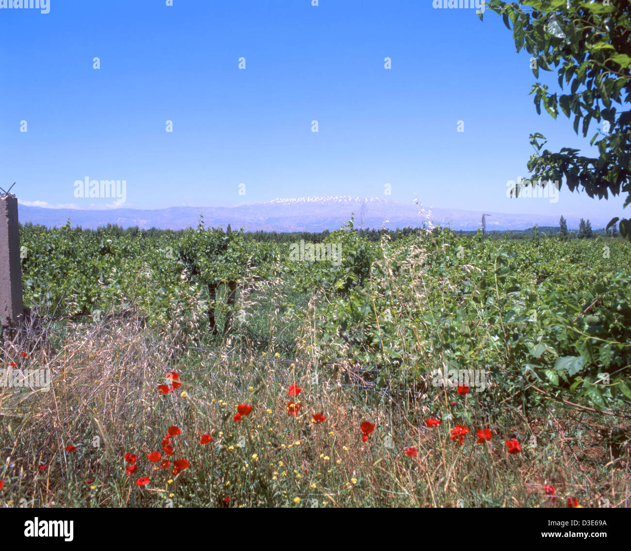 Bekaa Valley vineyards, Aanjar, Bekaa Valley, Republic of Lebanon Stock ...