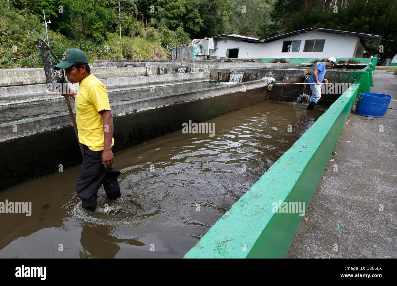 Workers, trout farm, Bambito, Panama Stock Photo - Alamy