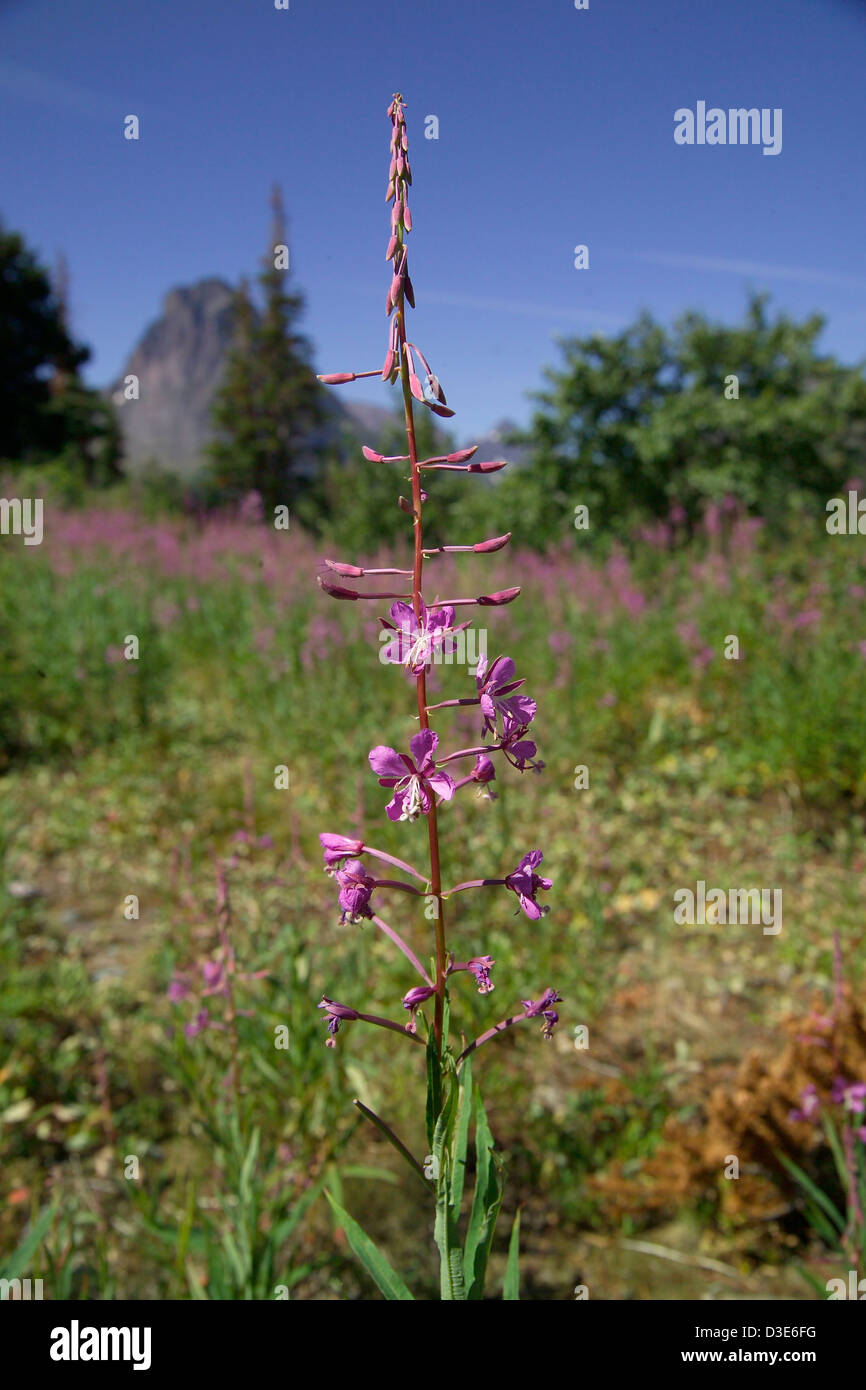 Fireweed (Epilobium angustifolium) grows near Sinopah Mountain in ...