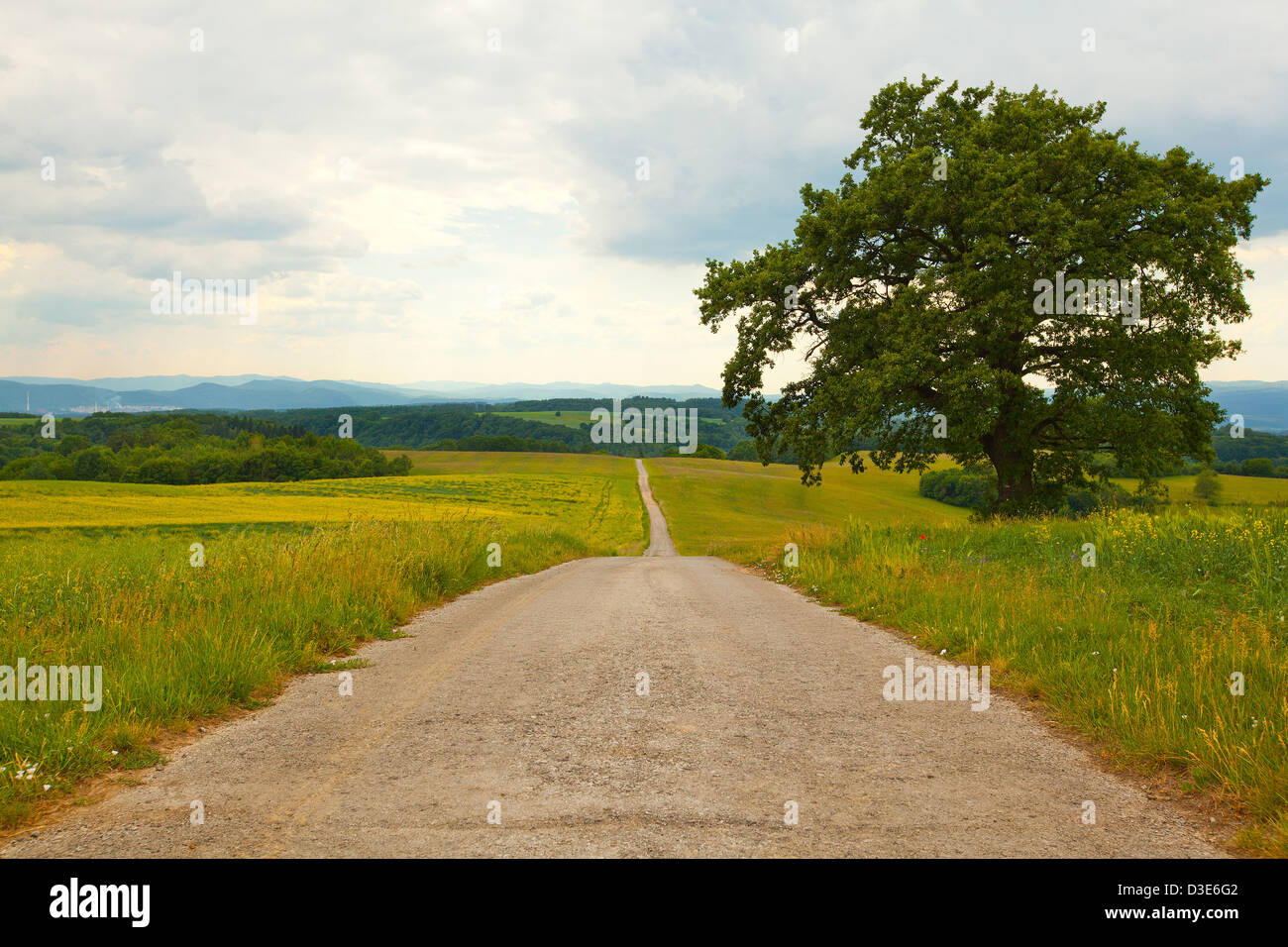 Country road with tree going to distance Stock Photo - Alamy