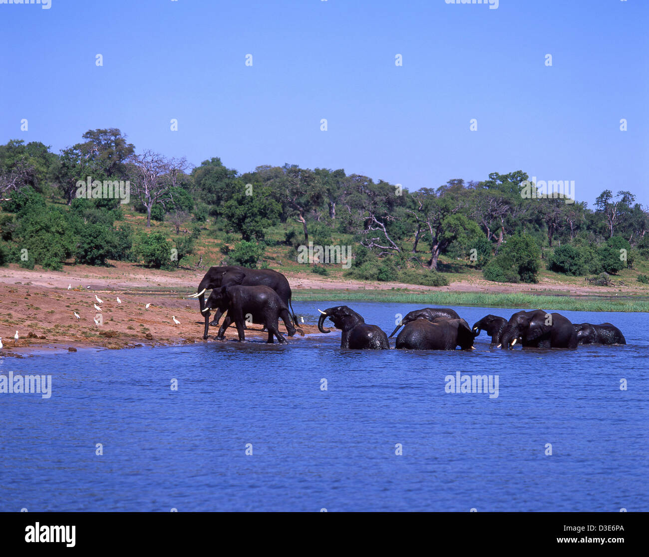 Elephants playing In River, Chobe National Park, Chobe, Republic of ...