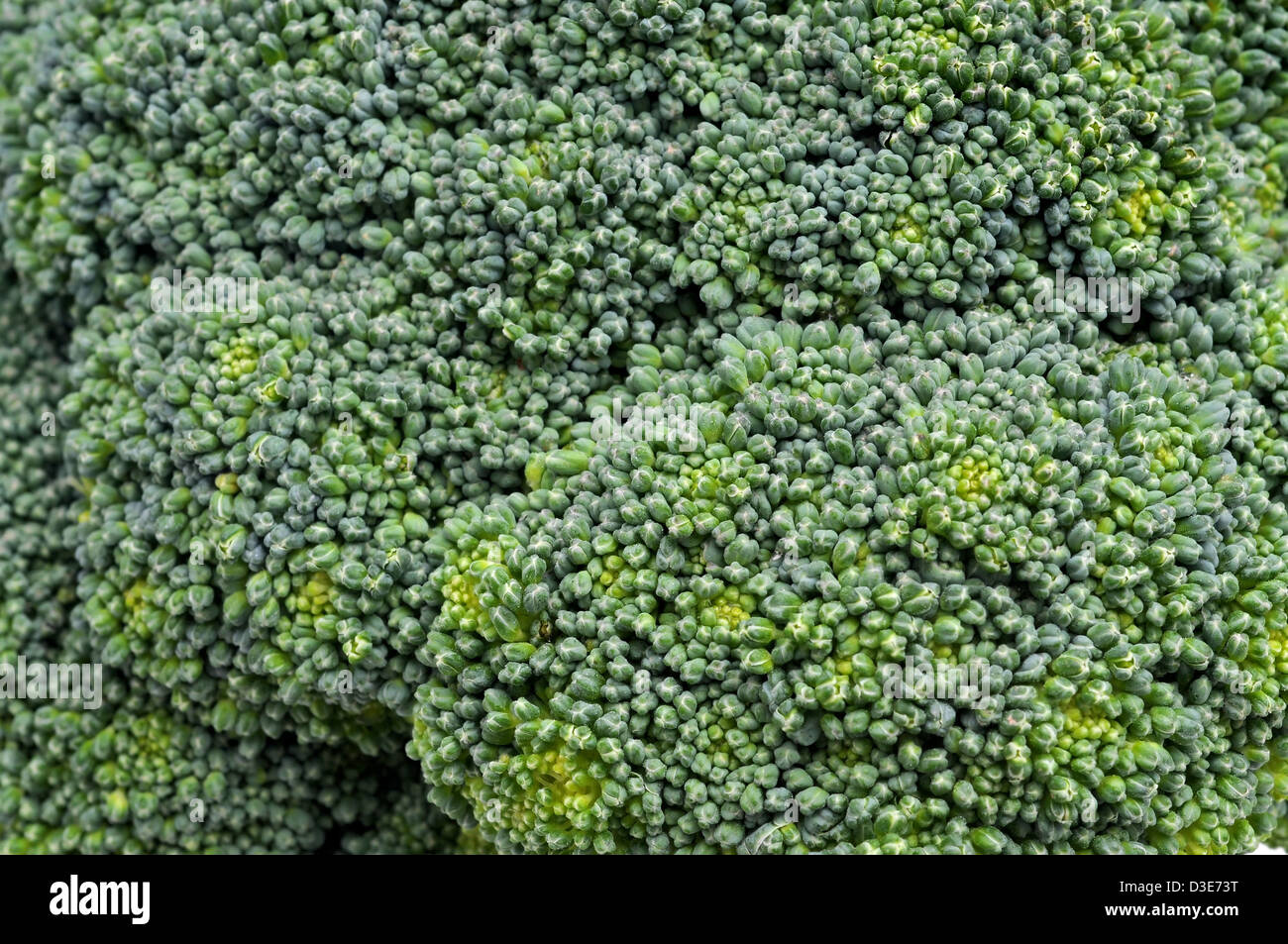 a close up of broccoli texture on white background Stock Photo - Alamy