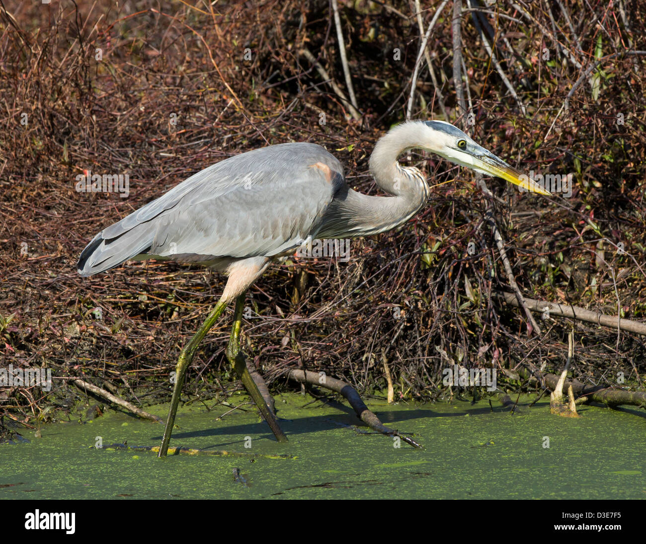 Great Blue Heron hunting in a swamp Stock Photo - Alamy