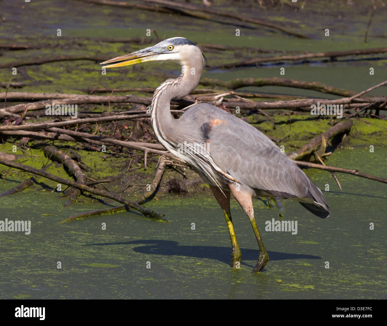 Great blue heron hunting in a swamp Stock Photo - Alamy