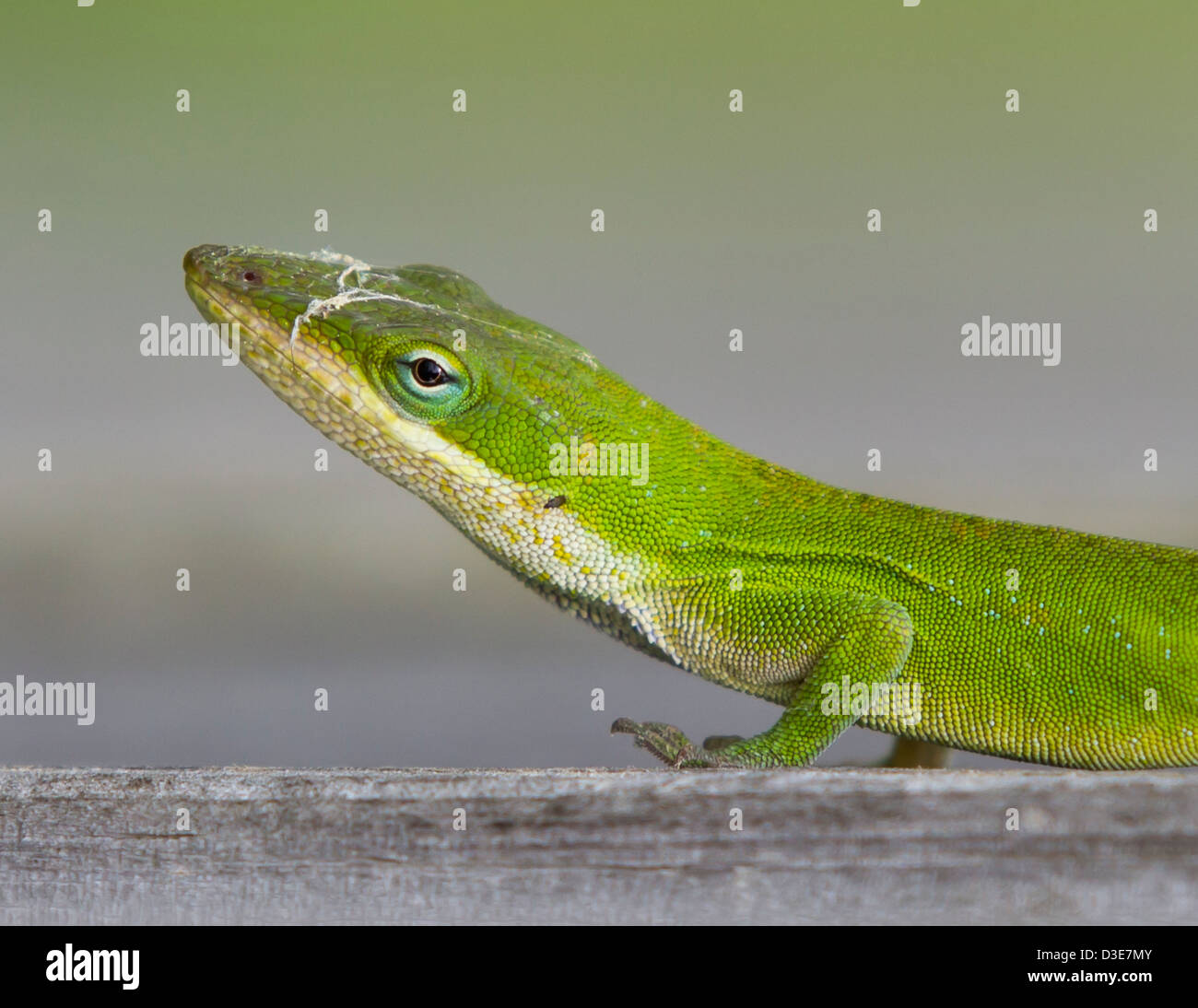 Rail lizard hi-res stock photography and images - Alamy