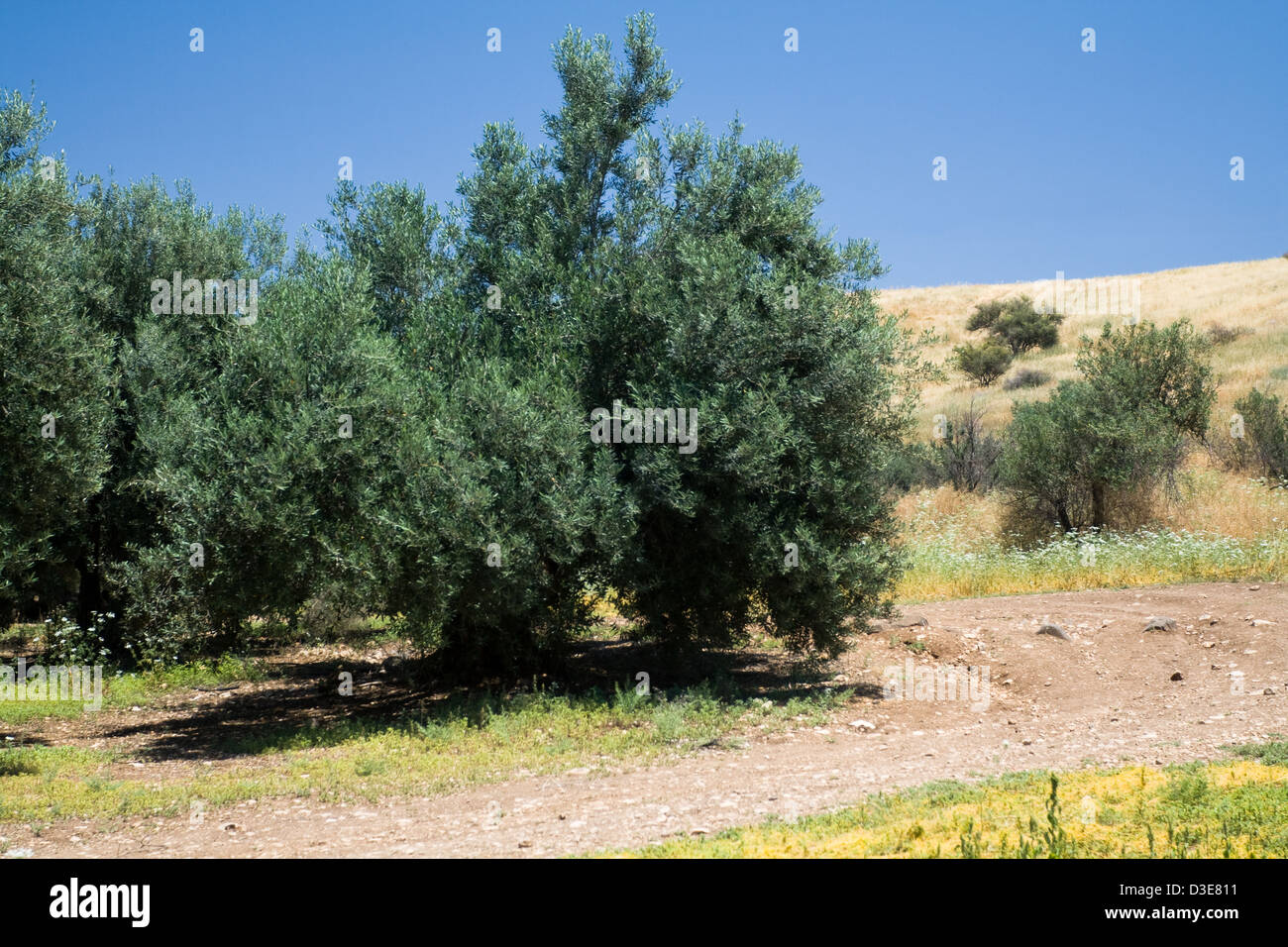 Olive grove israel hi-res stock photography and images - Alamy