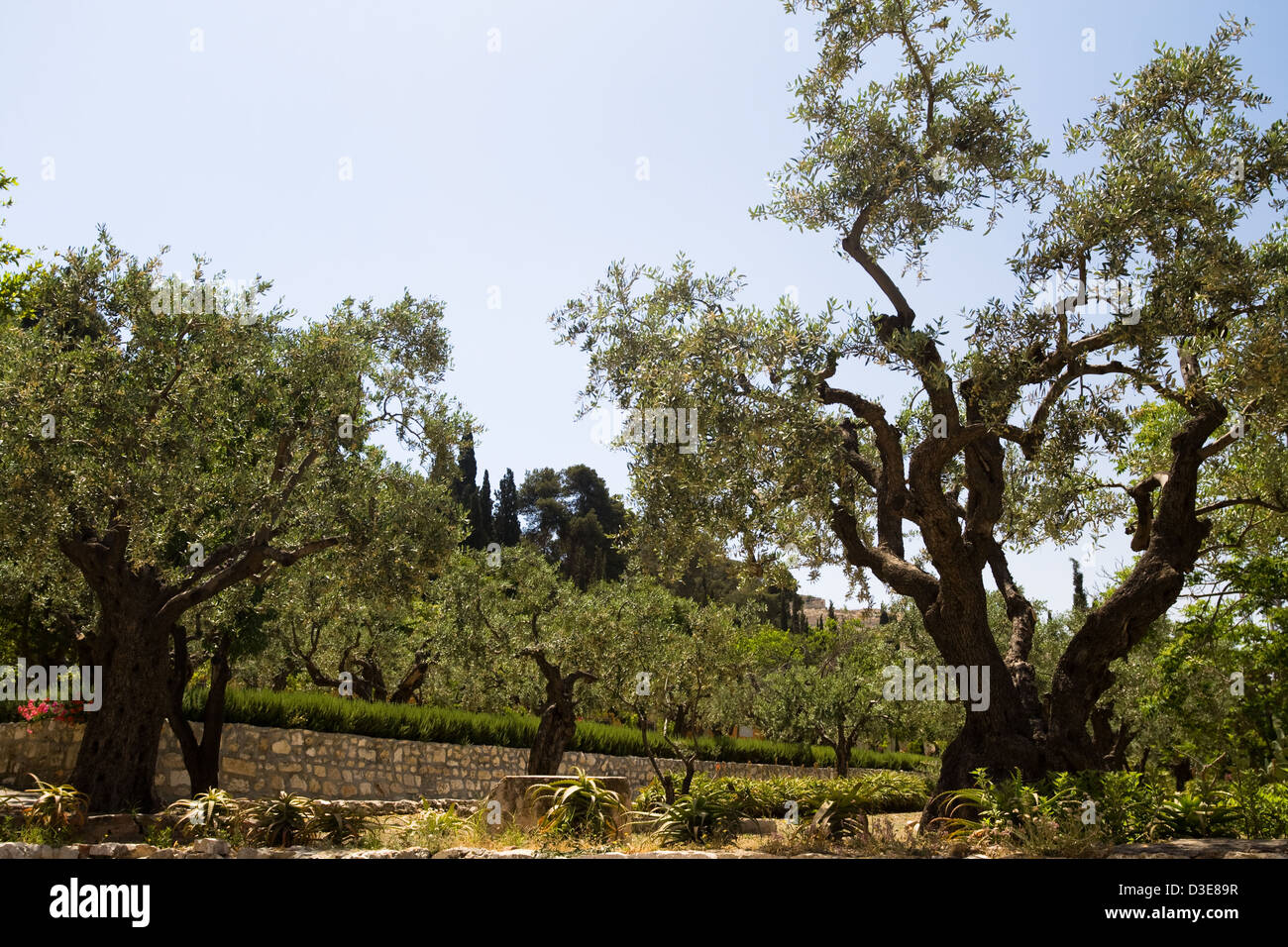 Garden of Gethsemane - a peaceful garden among a grove of ancient olive ...