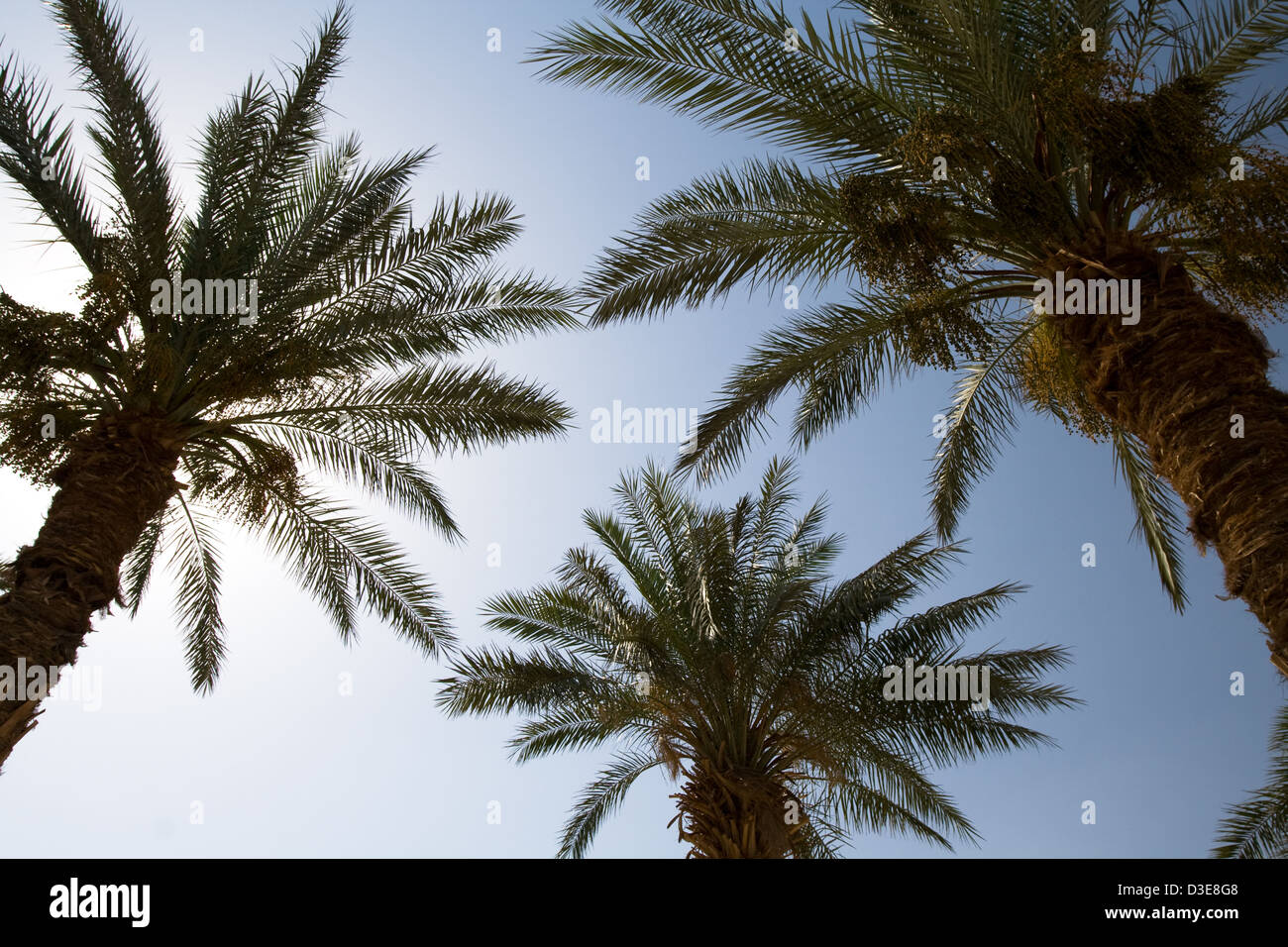 Palm trees in the Judean desert near Masada Stock Photo - Alamy