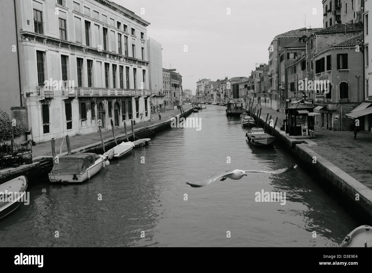 Bird flying over canal in Venice, Italy Stock Photo - Alamy