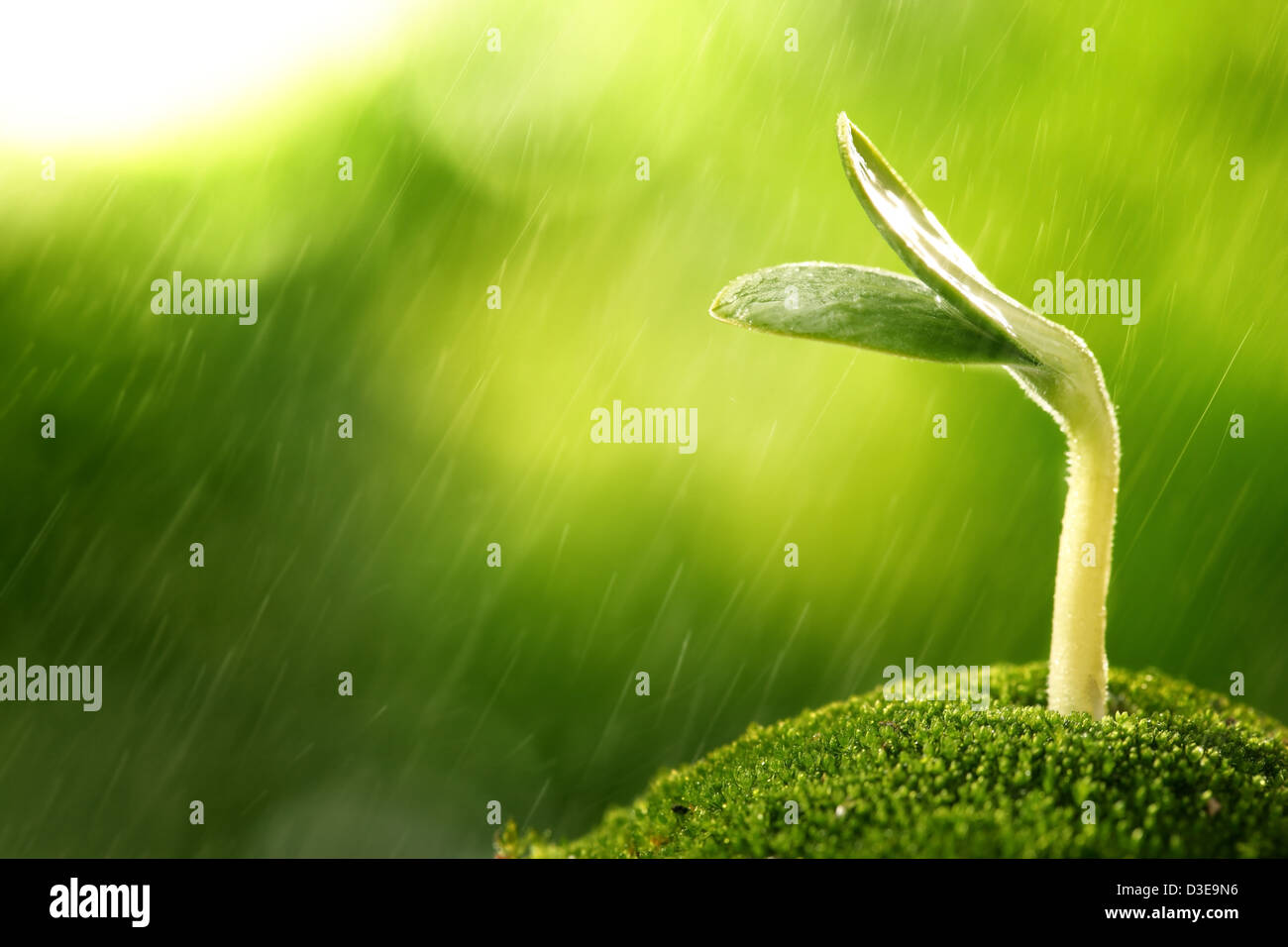 The young sprout hi-res stock photography and images - Alamy