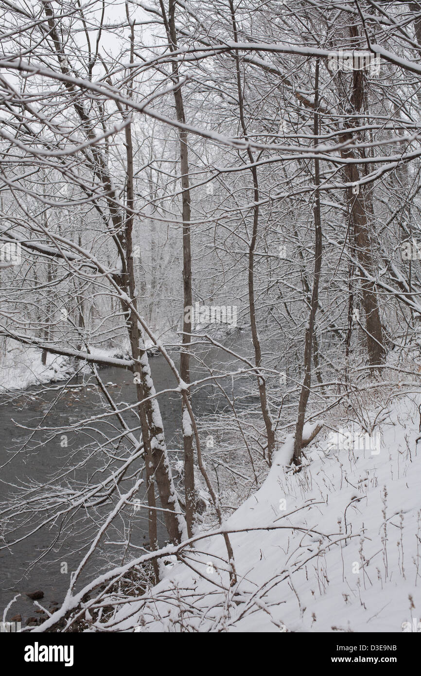 Snow-covered trees form a delicate pattern along the South branch of ...