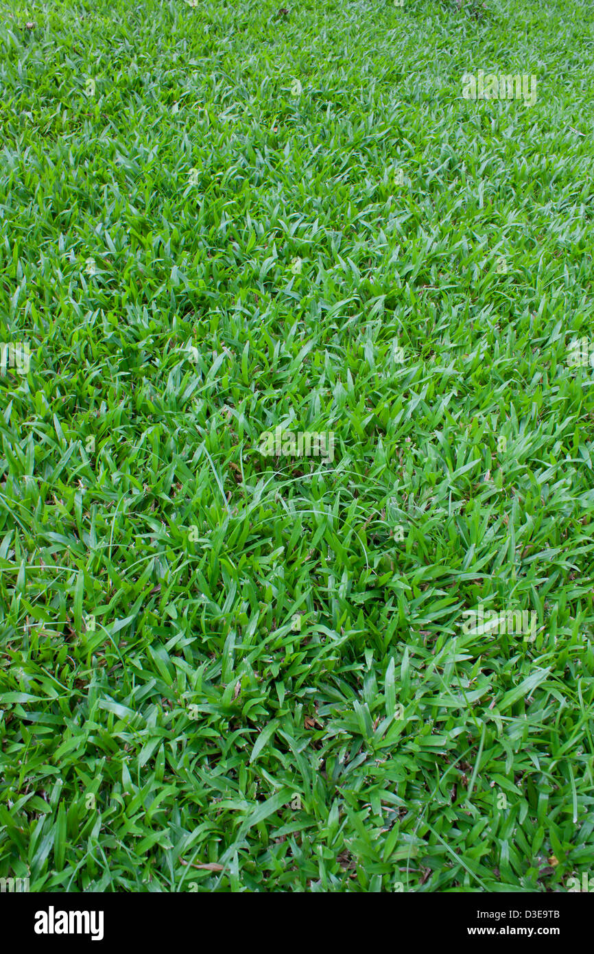 Beautiful green grass texture from golf course Stock Photo - Alamy