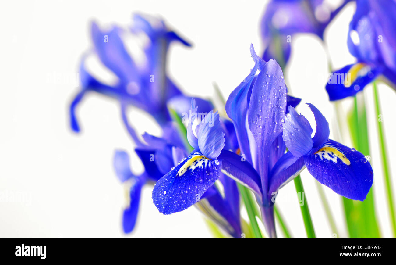 Bright blue iris hi-res stock photography and images - Alamy