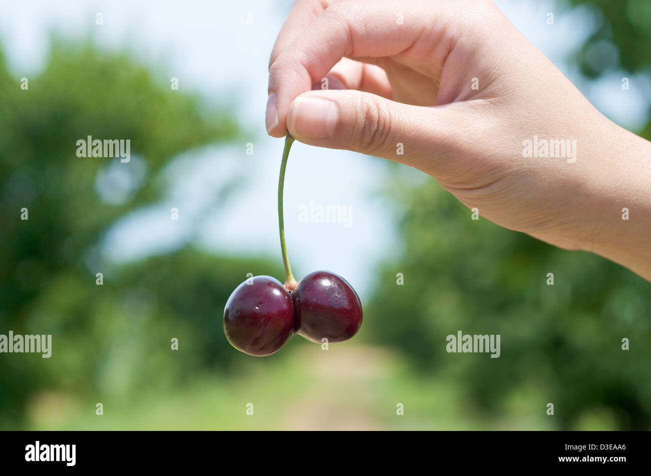 Cherry picking in the nature Stock Photo - Alamy