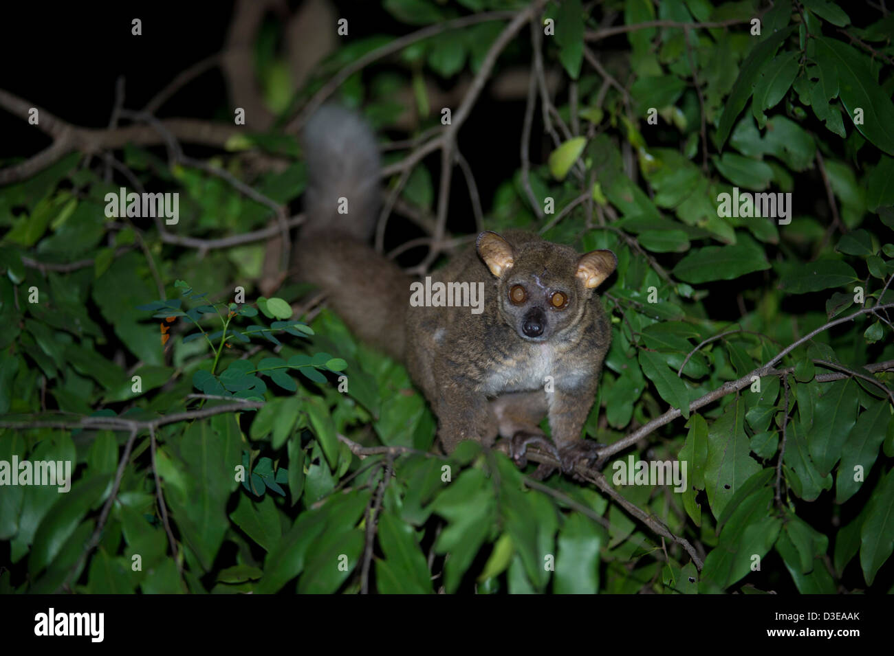 Galago bushbaby hi-res stock photography and images - Alamy