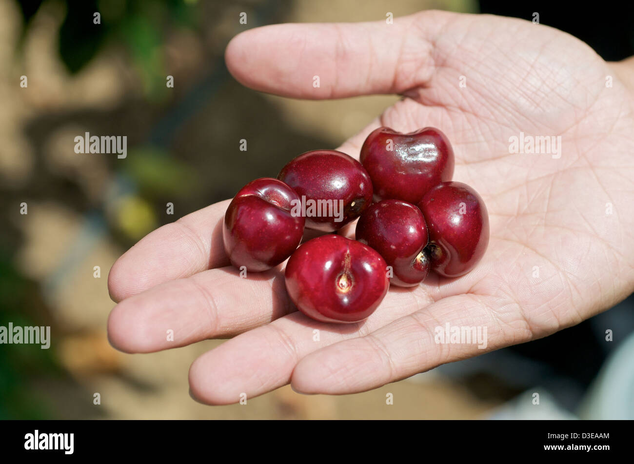 Cherry picking in the nature Stock Photo - Alamy