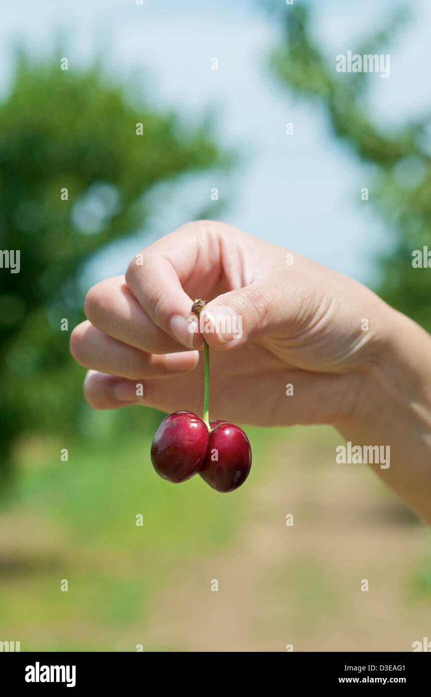 Cherry picking in the nature Stock Photo - Alamy
